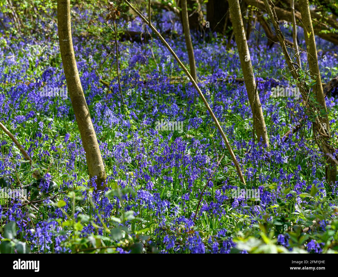 A stunningly beautiful sea of Bluebells in woodland at Trosley Country ...
