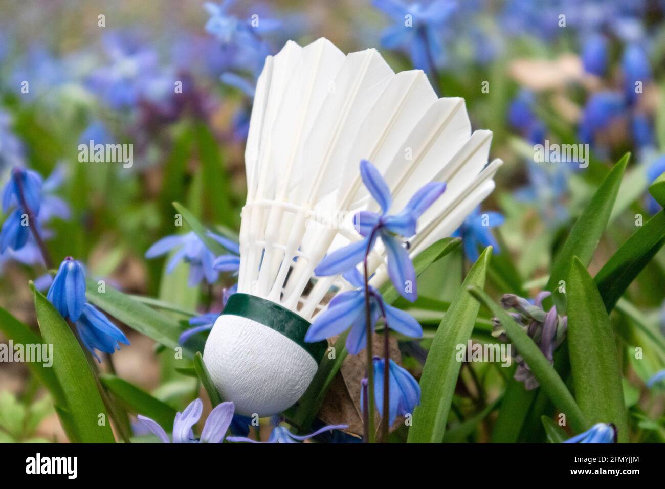 Badminton white feather shuttlecock close-up in spring blue scilla ...