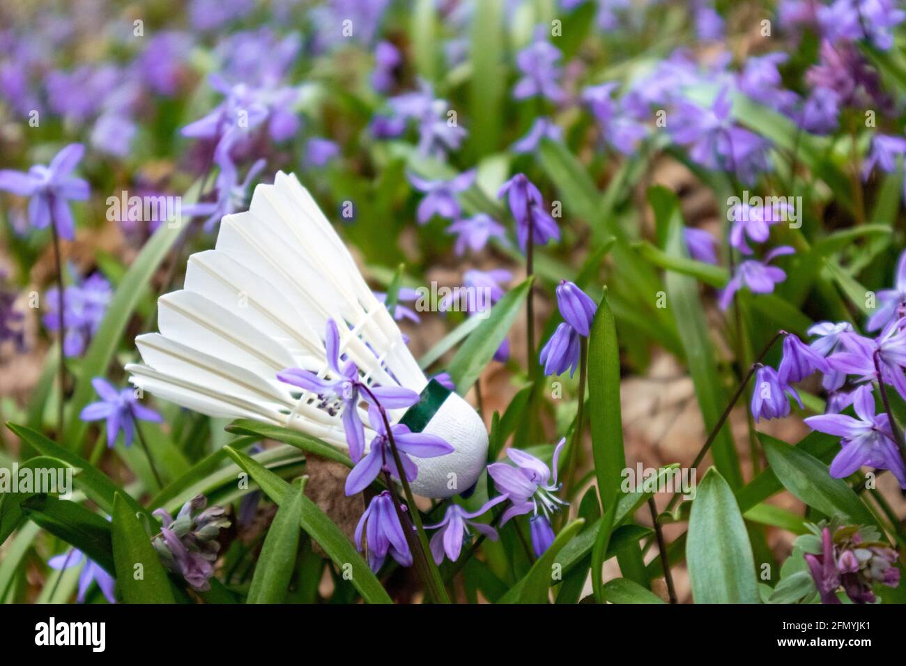 Badminton white feather shuttlecock close-up in spring purple scilla ...