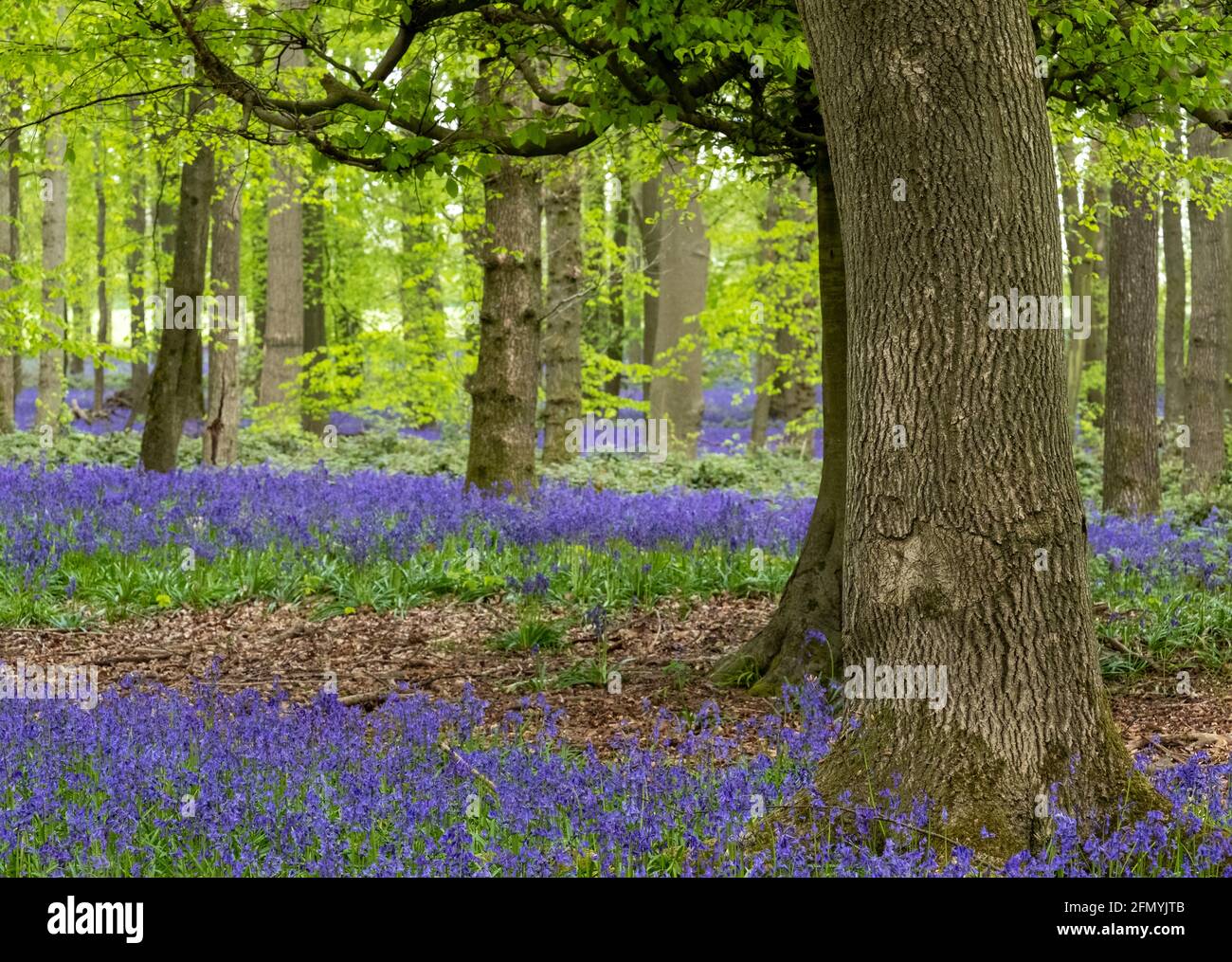 Carpet of bluebells growing in the wild on the forest floor underneath ...