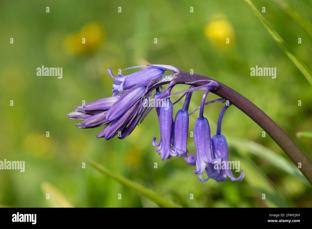 Close up of a common bluebell (hyacinthoides non scripta) flower in ...