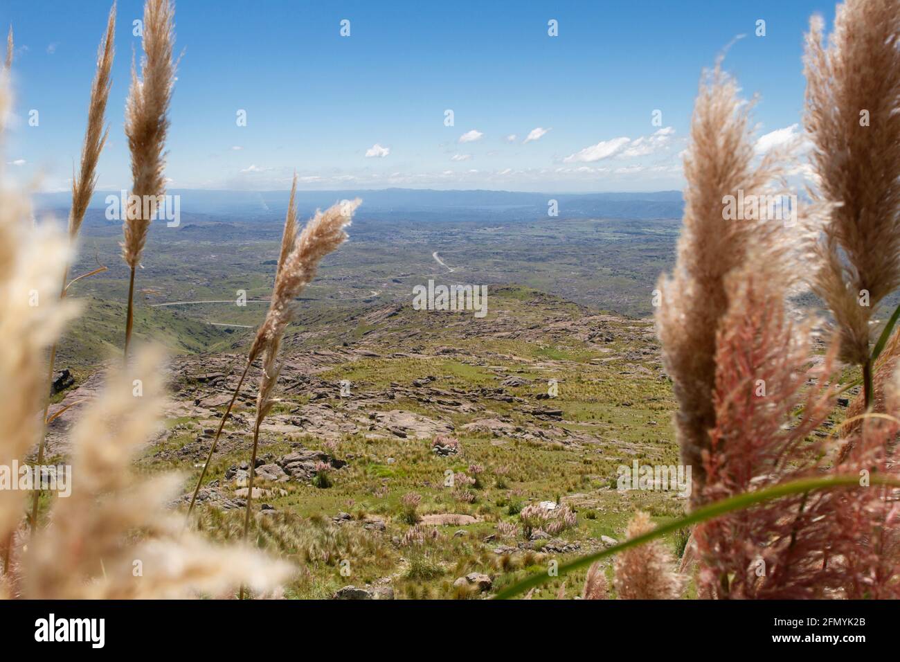 Pampas grass field hi-res stock photography and images - Alamy
