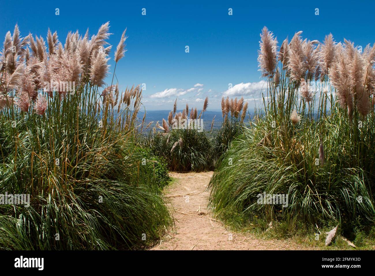 Pampas grass field hi-res stock photography and images - Alamy