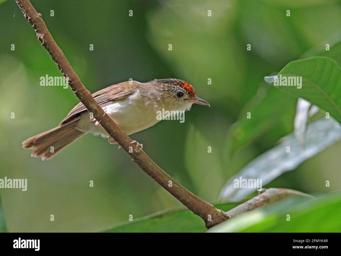 Scaly-crowned Babbler (Malacopteron cinereum cinereum) adult perched on ...