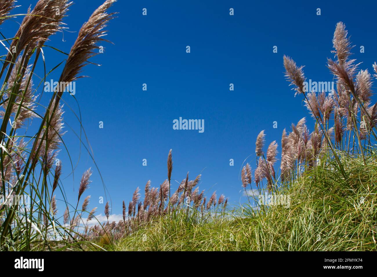 pampas grass in the field with blue sky Stock Photo - Alamy