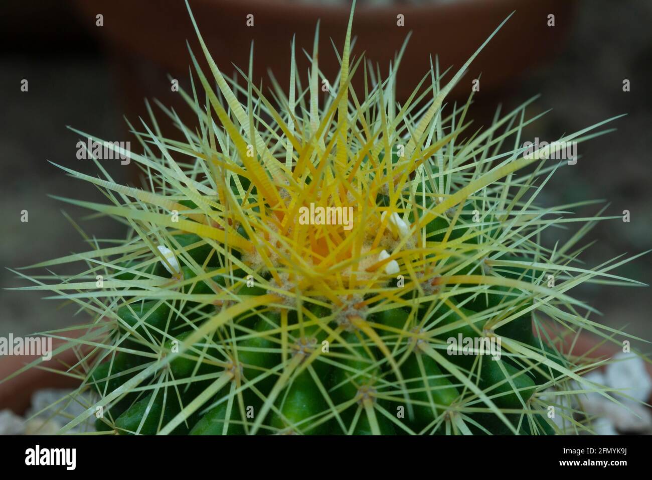 macro of sharp thorns of a cactus Stock Photo - Alamy