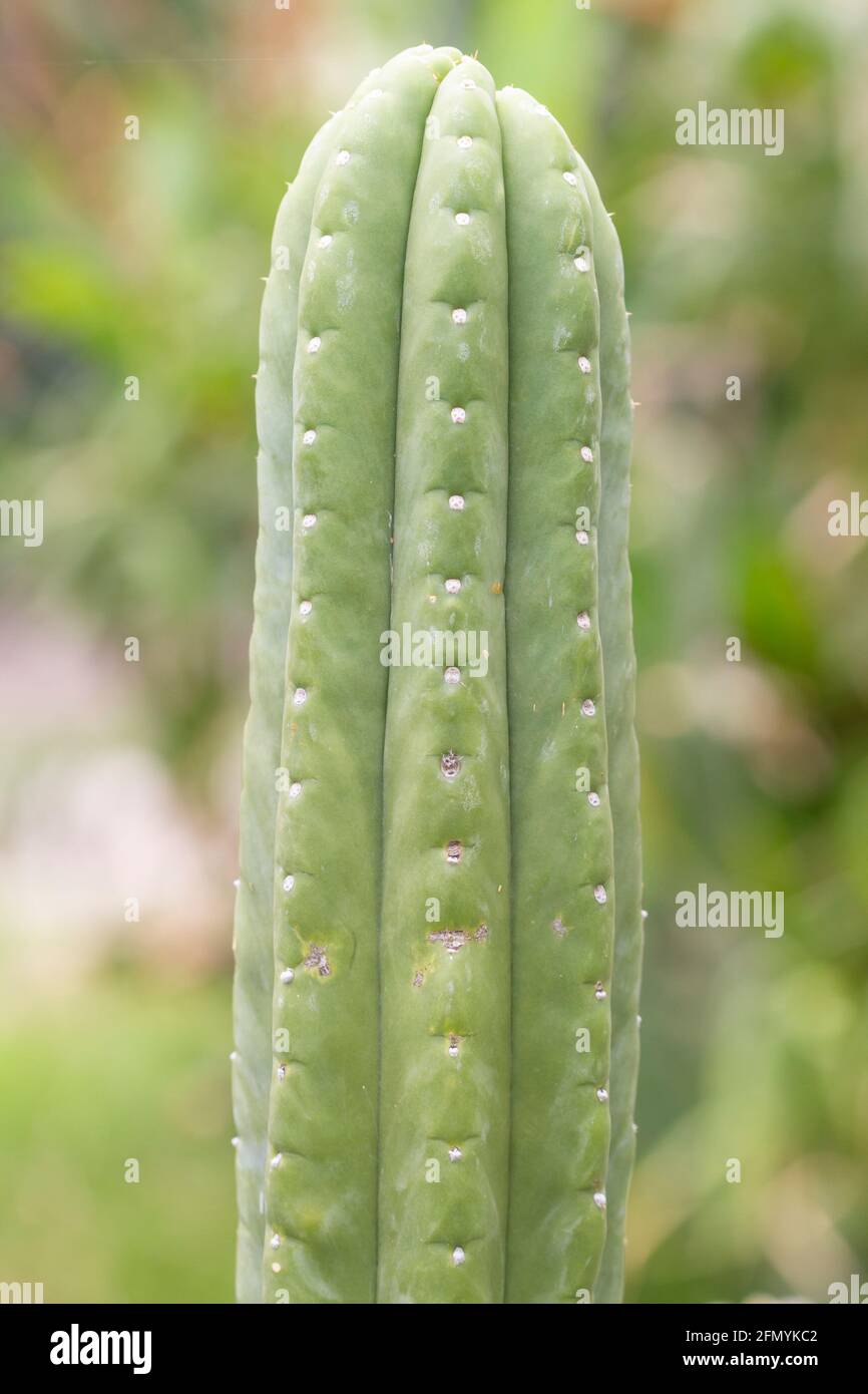 Prickly plant in macro hi-res stock photography and images - Alamy