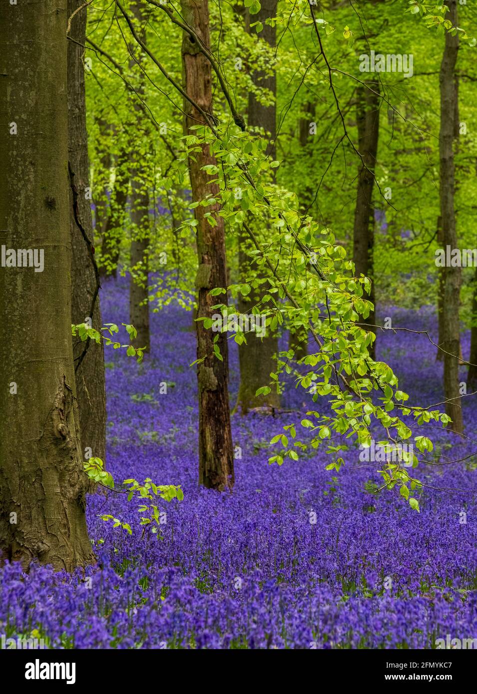 Carpet of bluebells growing in the wild on the forest floor underneath ...