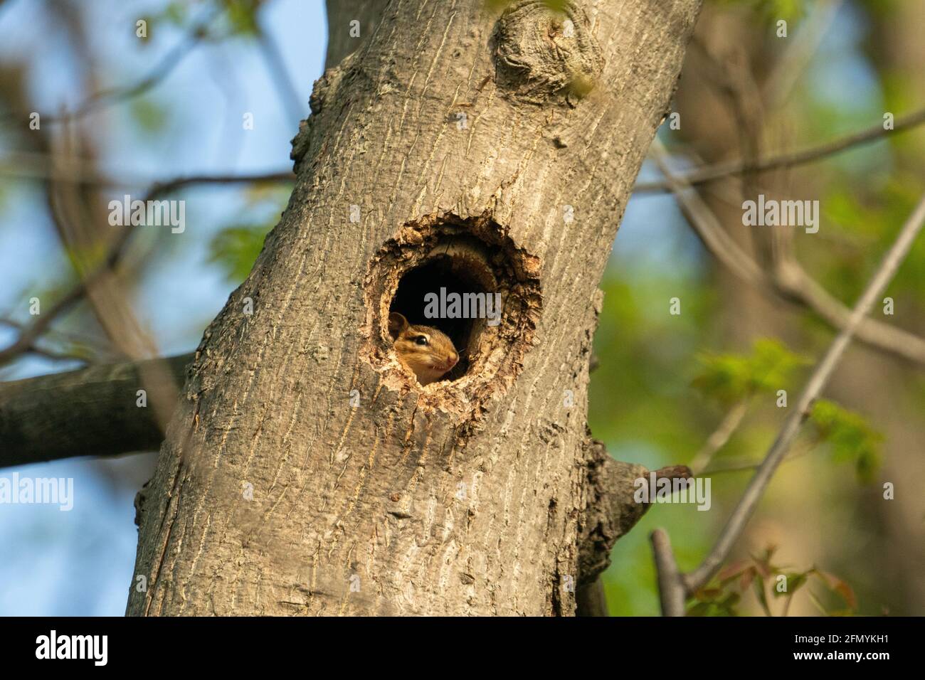 Cute squirrel peeking out of tree hollow Stock Photo - Alamy
