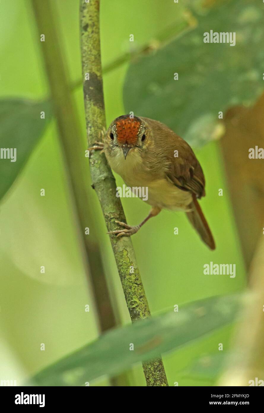 Malaysia bird hi-res stock photography and images - Alamy