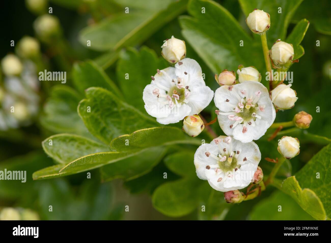Crataegus Monogyna Flower Buds High Resolution Stock Photography and ...