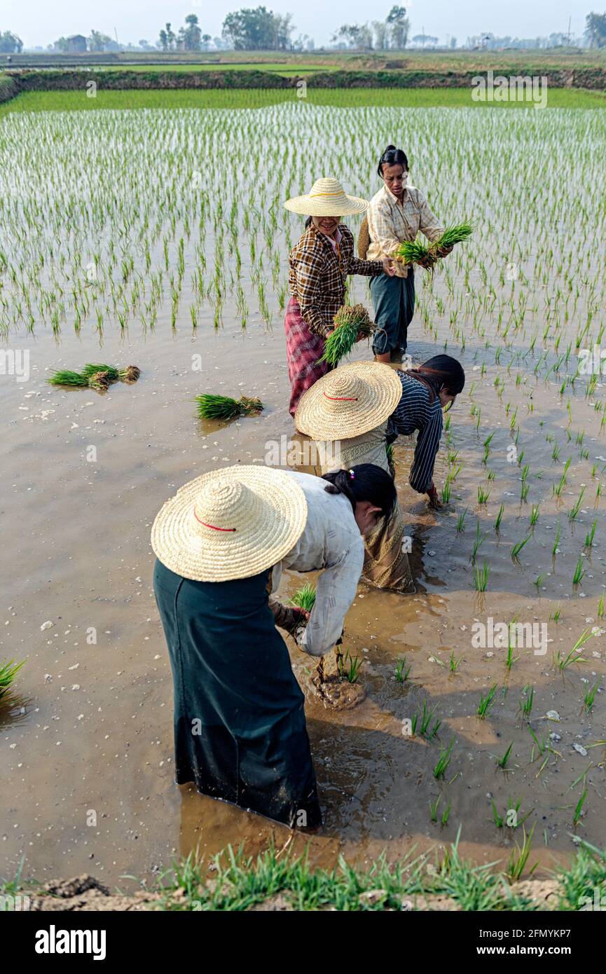 Rice row planting hi-res stock photography and images - Alamy