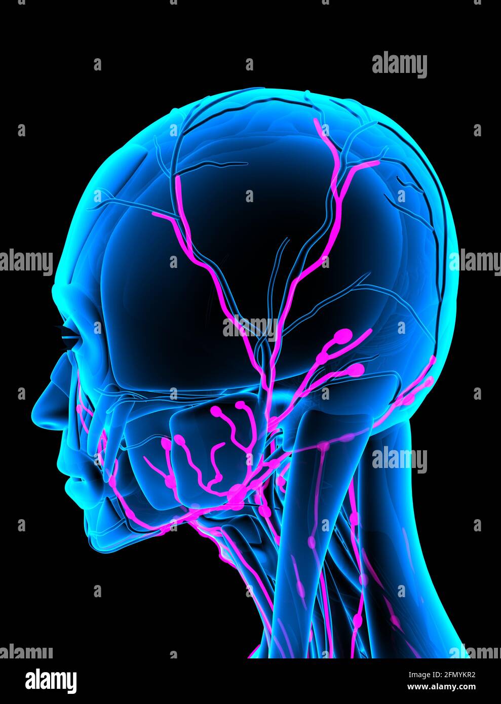 Lymphatic System head x-ray. 3d rendering Stock Photo - Alamy