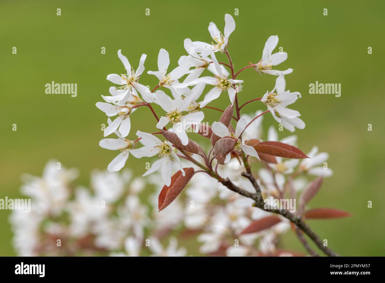 Allegheny serviceberry amelanchier laevis hi-res stock photography and ...