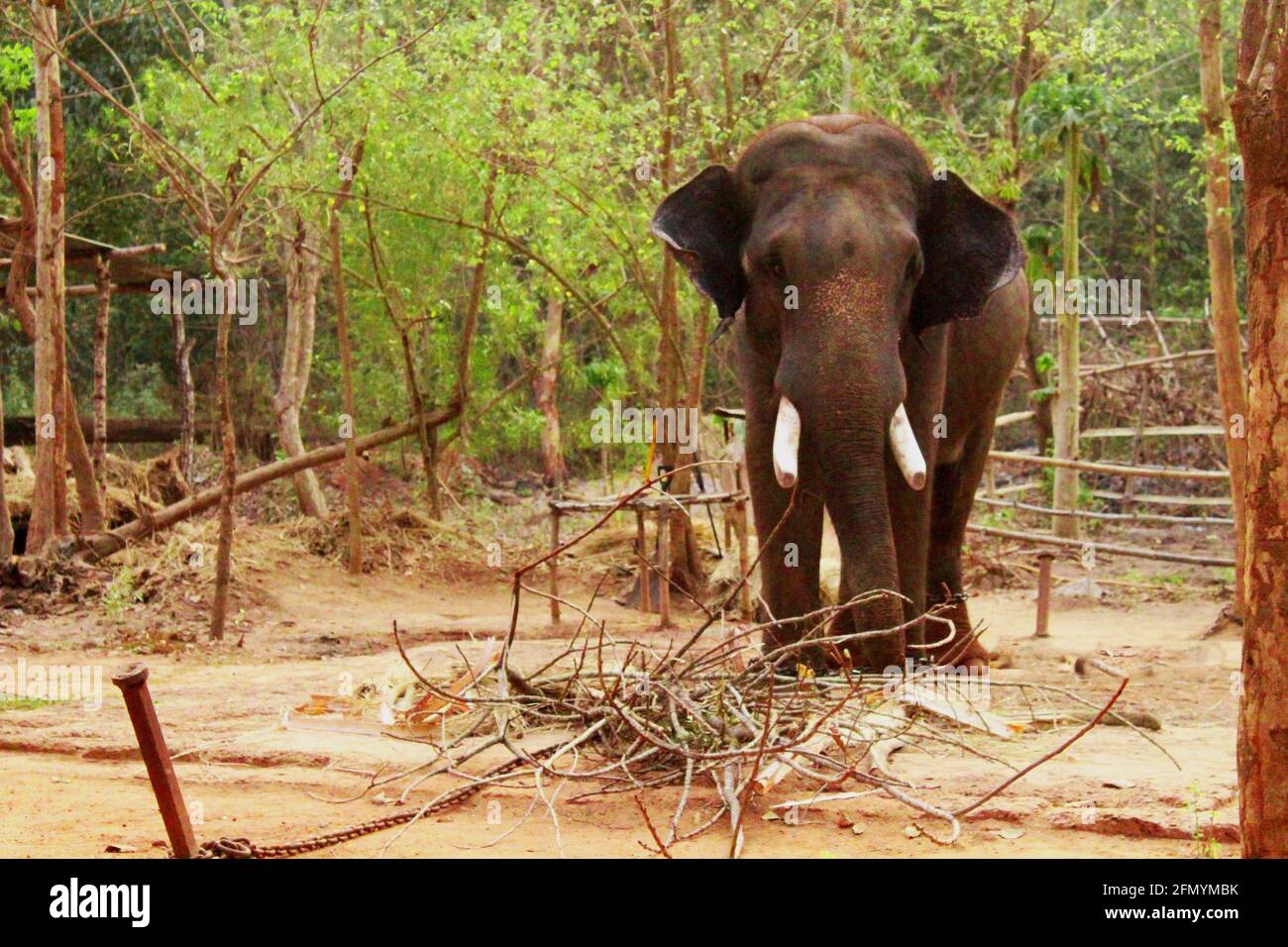 Elephant in the zoo in spring Stock Photo - Alamy