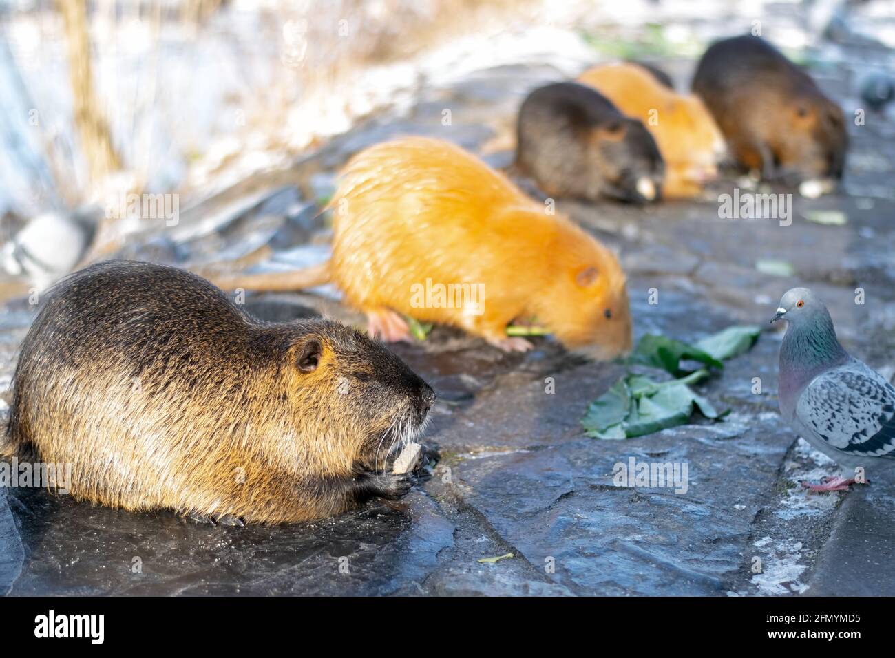 Nutria feeding near the river Stock Photo - Alamy