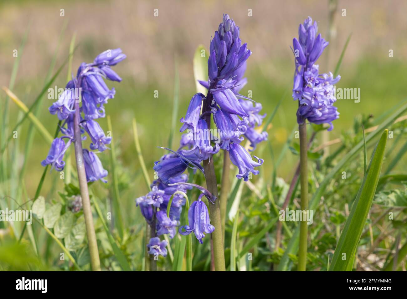 Close up of a common bluebell (hyacinthoides non scripta) flower in ...