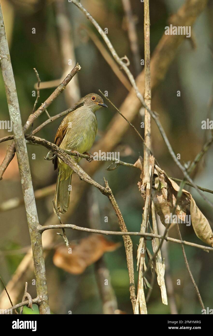 National bird of malaysia hi-res stock photography and images - Alamy