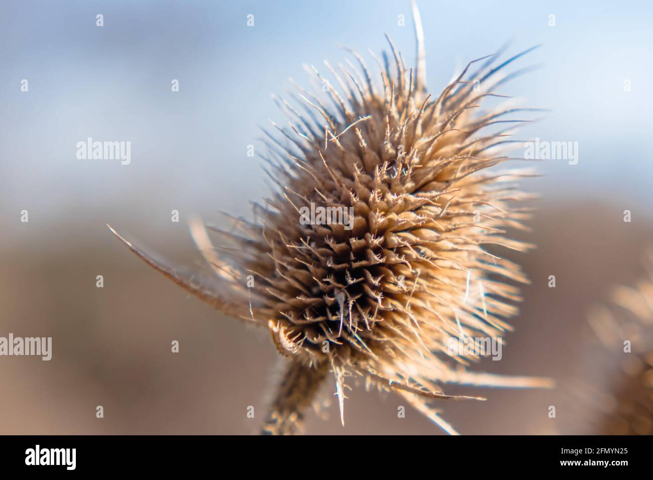 Wild natural dried thistle over blue background. Closeup Stock Photo ...