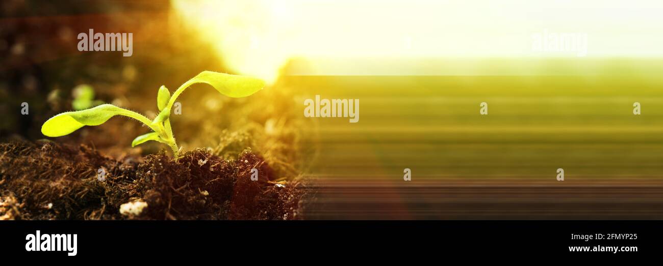 Agriculture plant seeding growing. Germinating seedling. Business ...