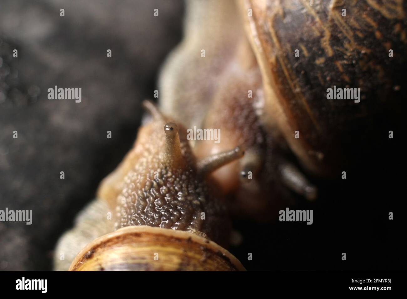 Snail adaptation hi-res stock photography and images - Alamy