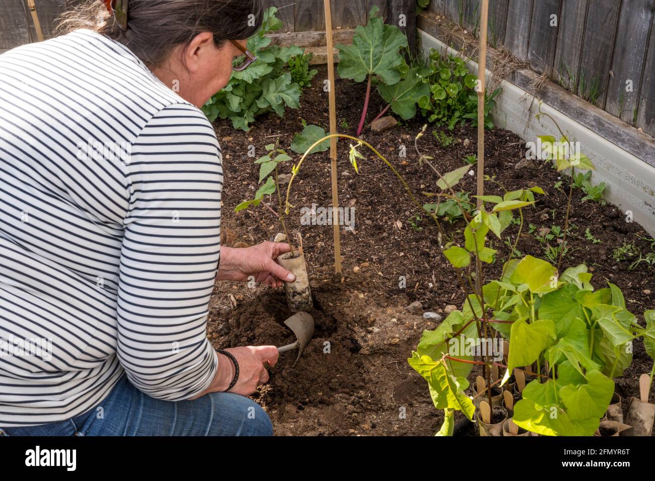 Woman planting out 'Scarlet Emperor' runner bean plants, grown in old ...
