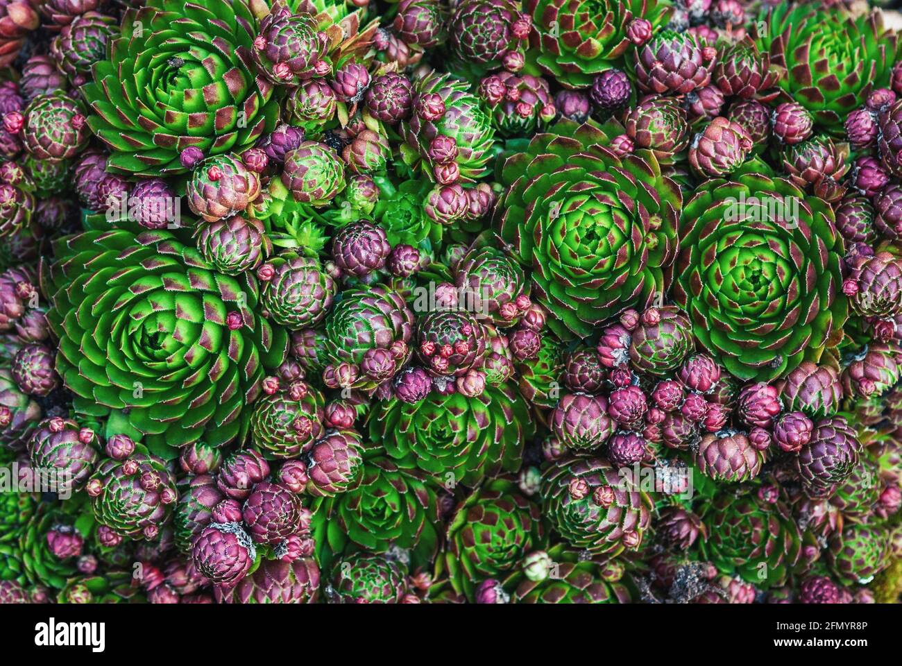 Ground Cover Plants Texture