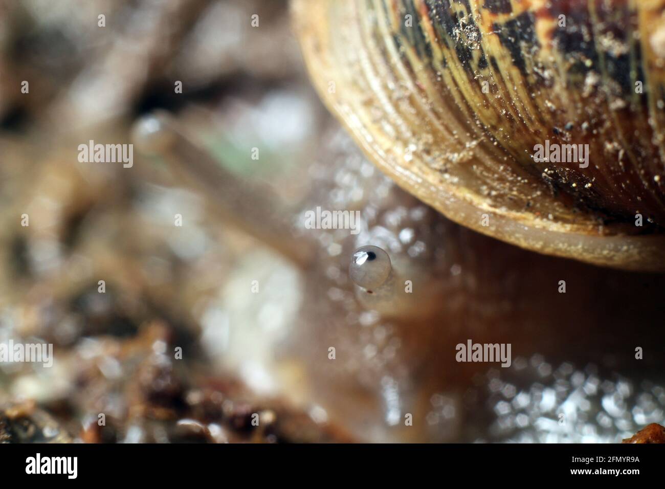 Snail adaptation hi-res stock photography and images - Alamy
