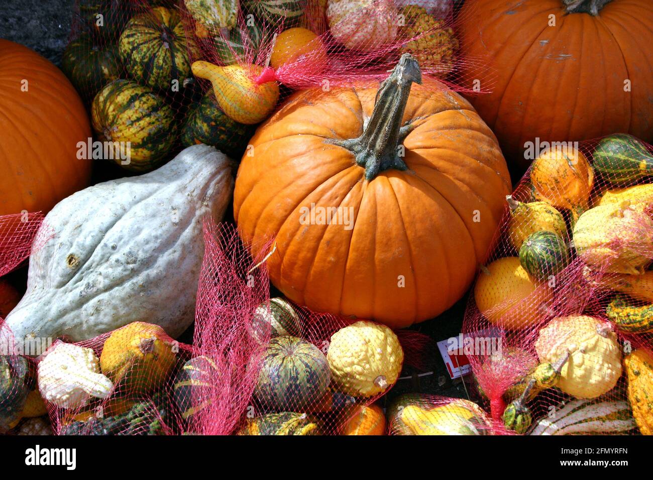 Autumn harvest of colorful pumpkins and gourds with stripes and bumpy ...