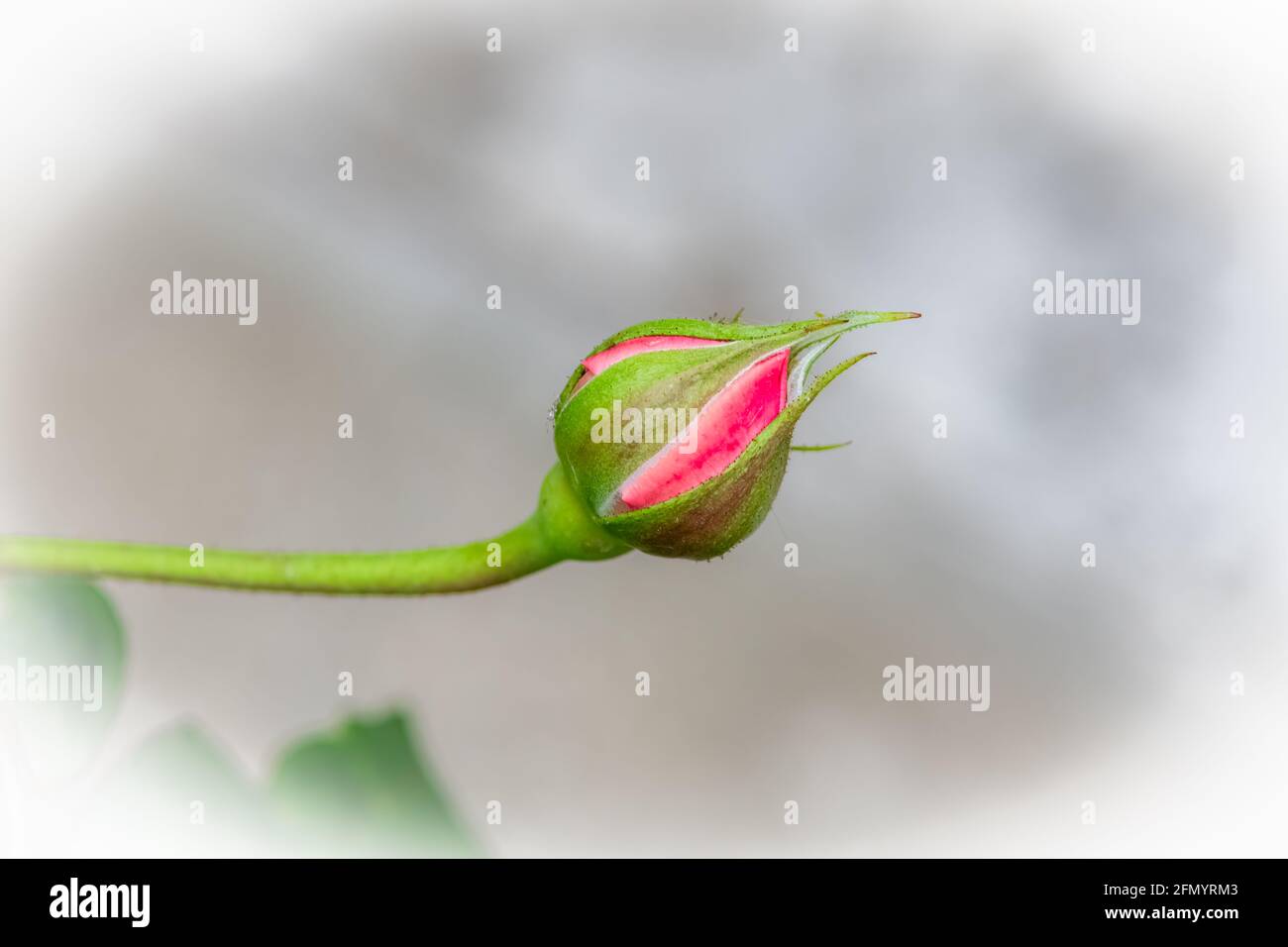One rosebud close up hi-res stock photography and images - Alamy
