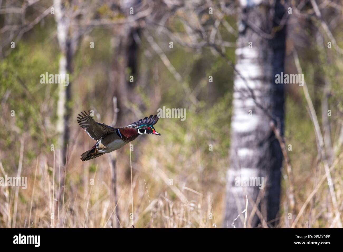 Wood duck flying hi-res stock photography and images - Alamy