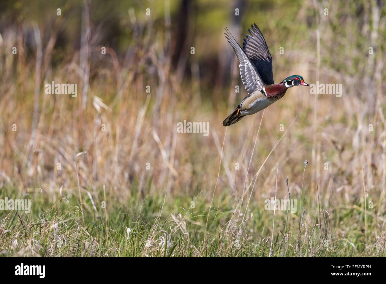 Drake wood duck in flight Stock Photo - Alamy
