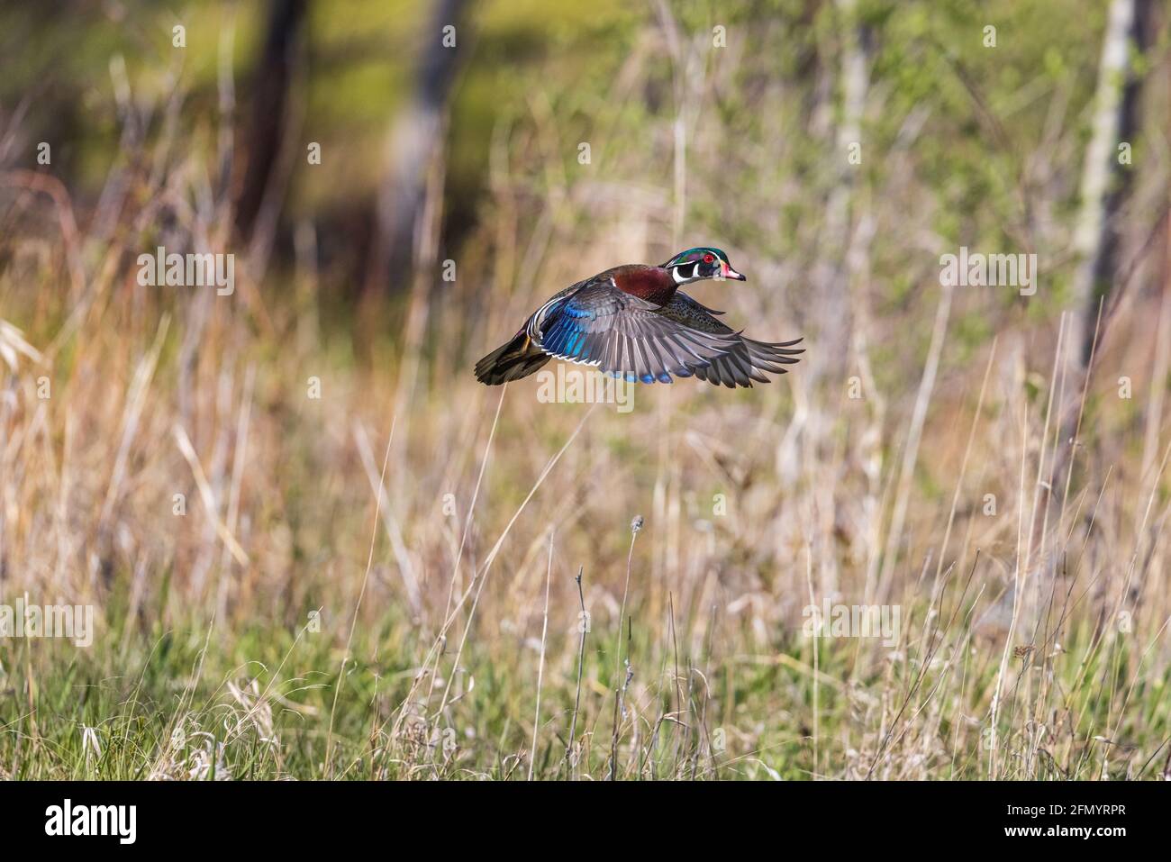 Drake wood duck in flight Stock Photo - Alamy