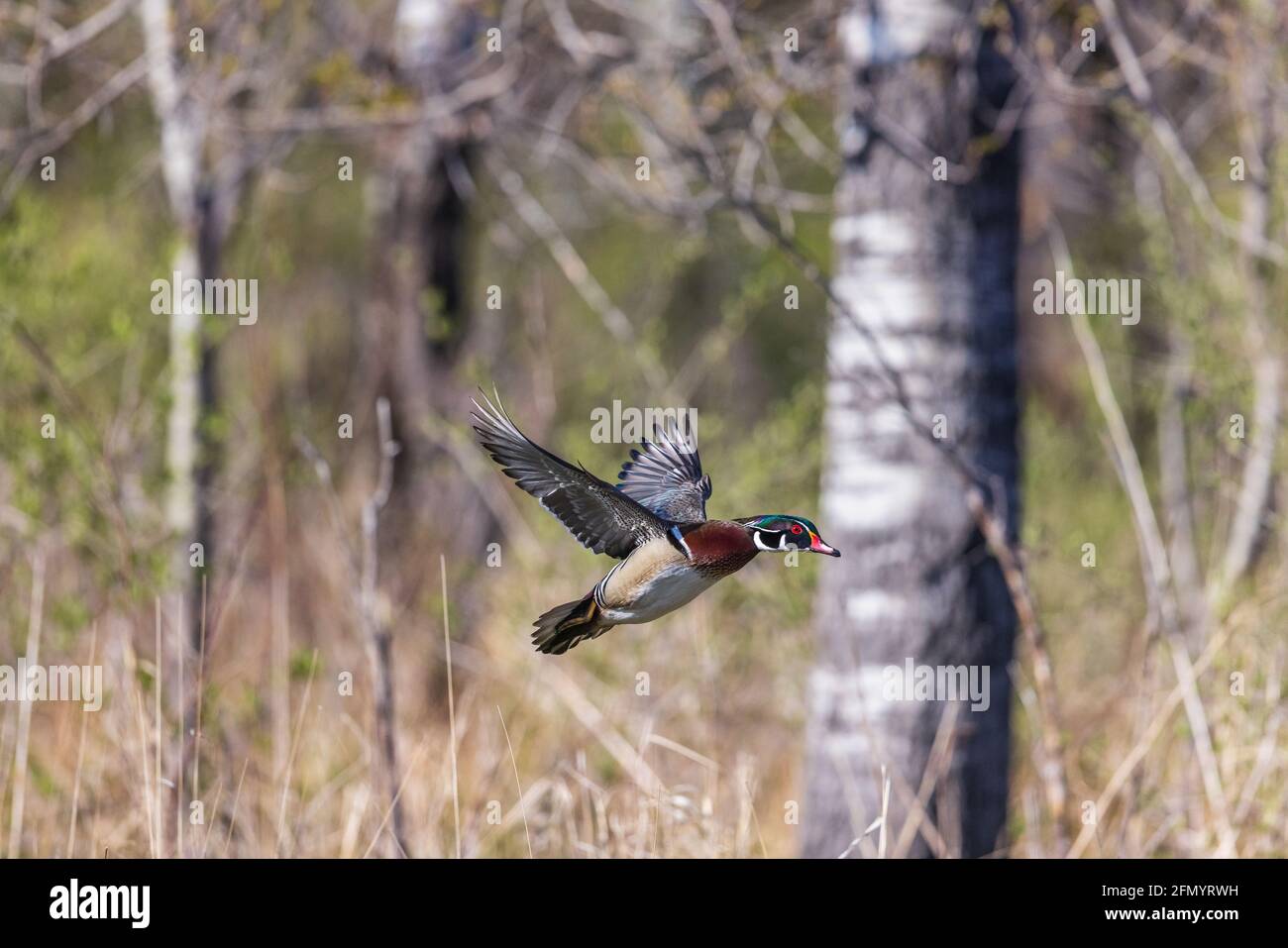 Wood duck flying hi-res stock photography and images - Alamy