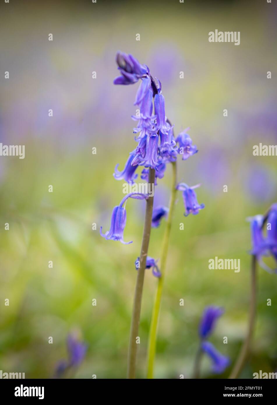 Singled out hi-res stock photography and images - Alamy