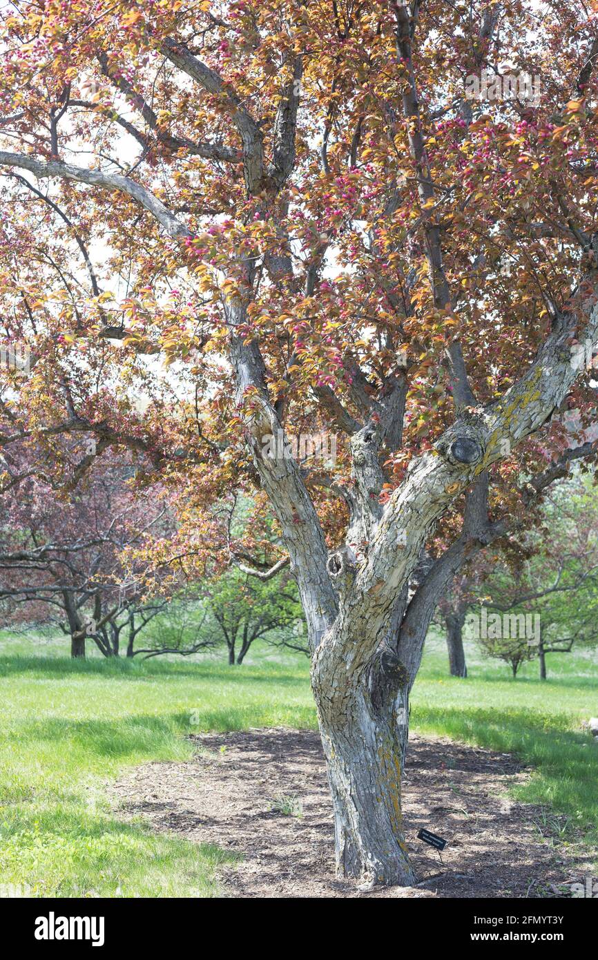 Splendor of blossoms hi-res stock photography and images - Alamy