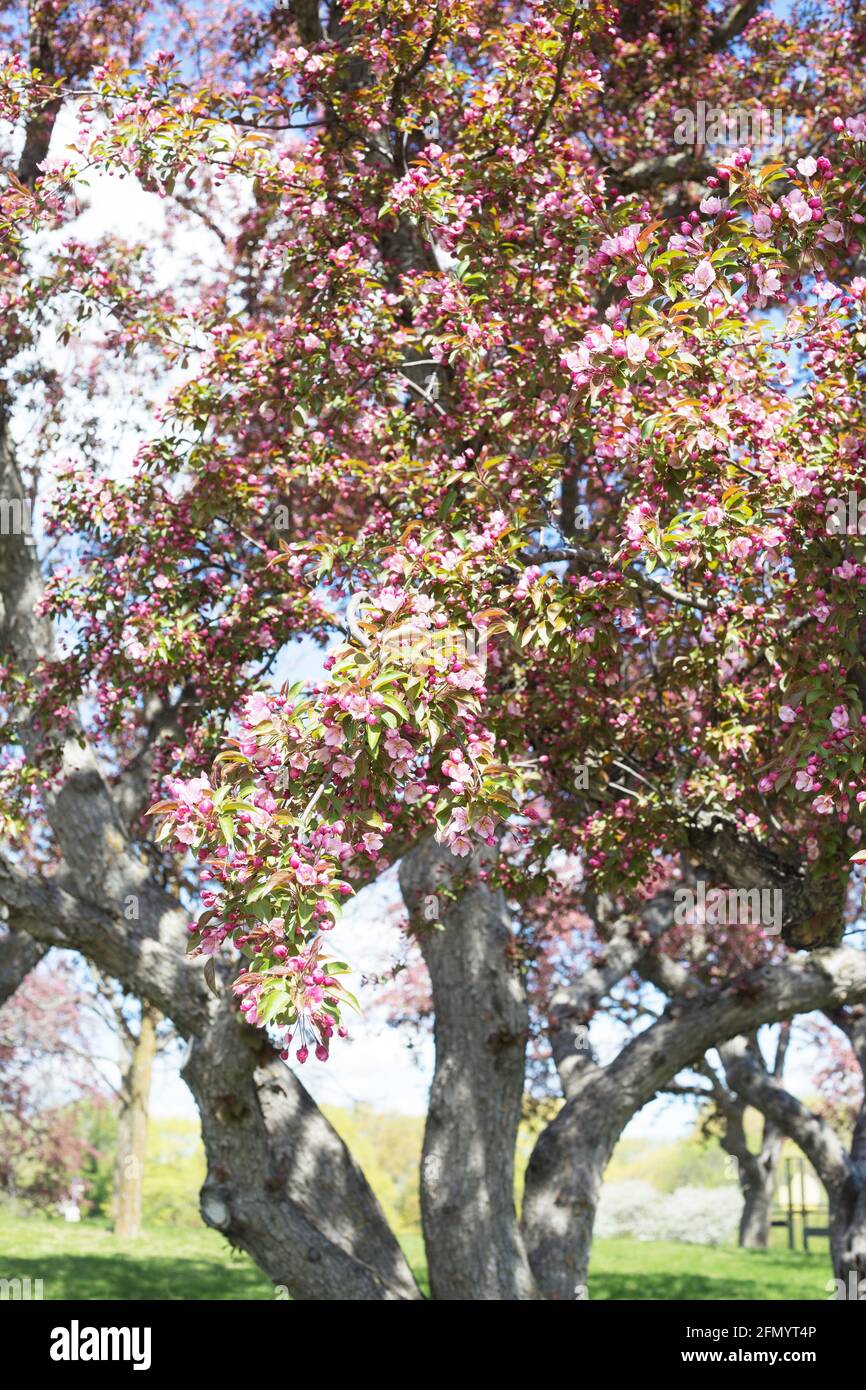 Malus 'red splendor' crabapple tree Stock Photo - Alamy
