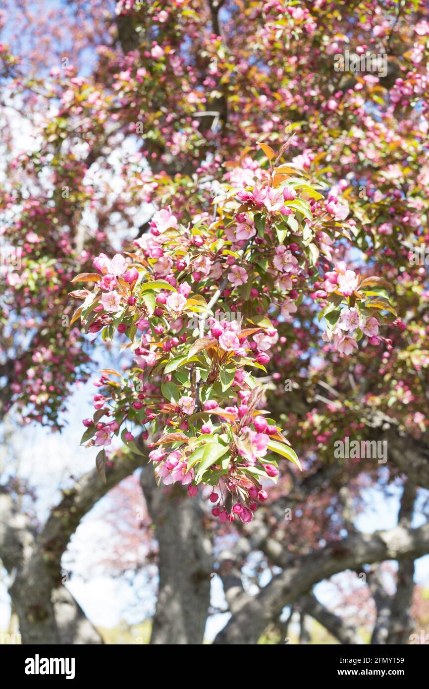 Malus 'red splendor' crabapple tree Stock Photo - Alamy