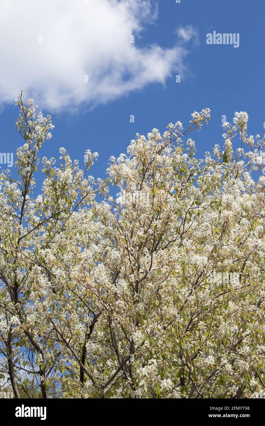 Amelanchier canadensis canadian serviceberry hi-res stock photography ...