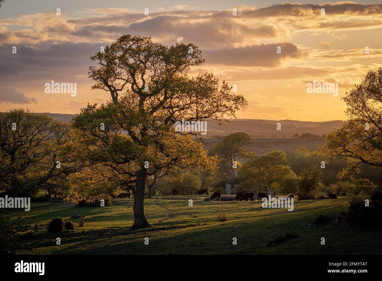 Warm evening sun over beautiful farming landscape Stock Photo - Alamy