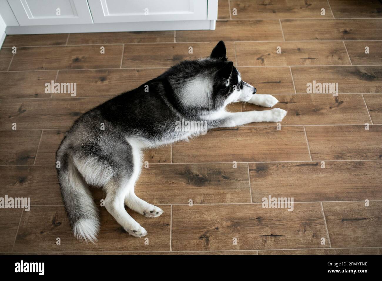 portrait of siberian husky at home. dog Stock Photo - Alamy