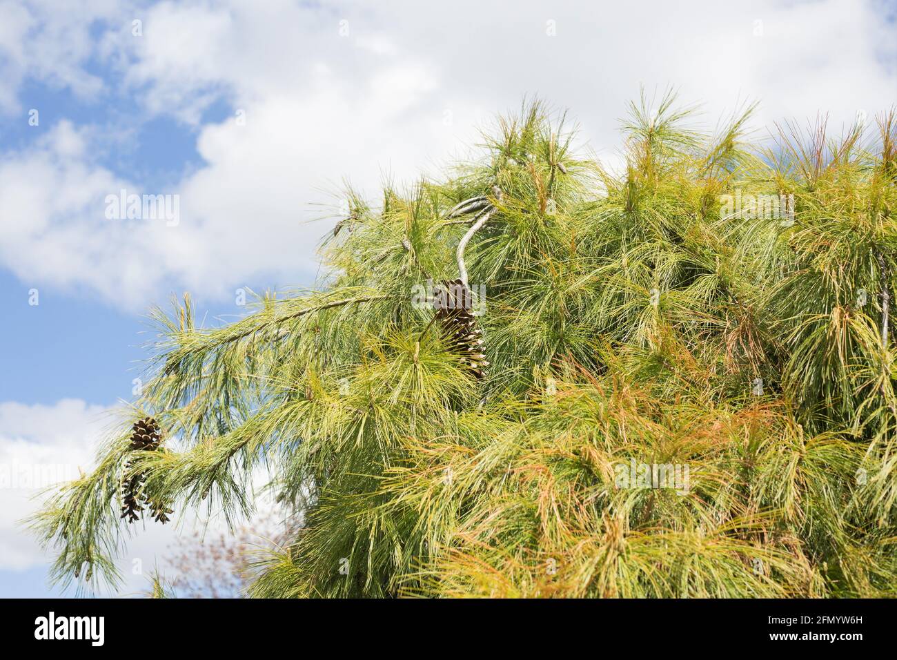 Pinus Strobus 'Pendula', weeping Eastern white pine tree Stock Photo ...