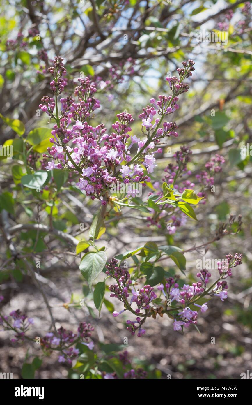 Syringa x hyacinthiflora 'Blanche Sweet' Stock Photo - Alamy