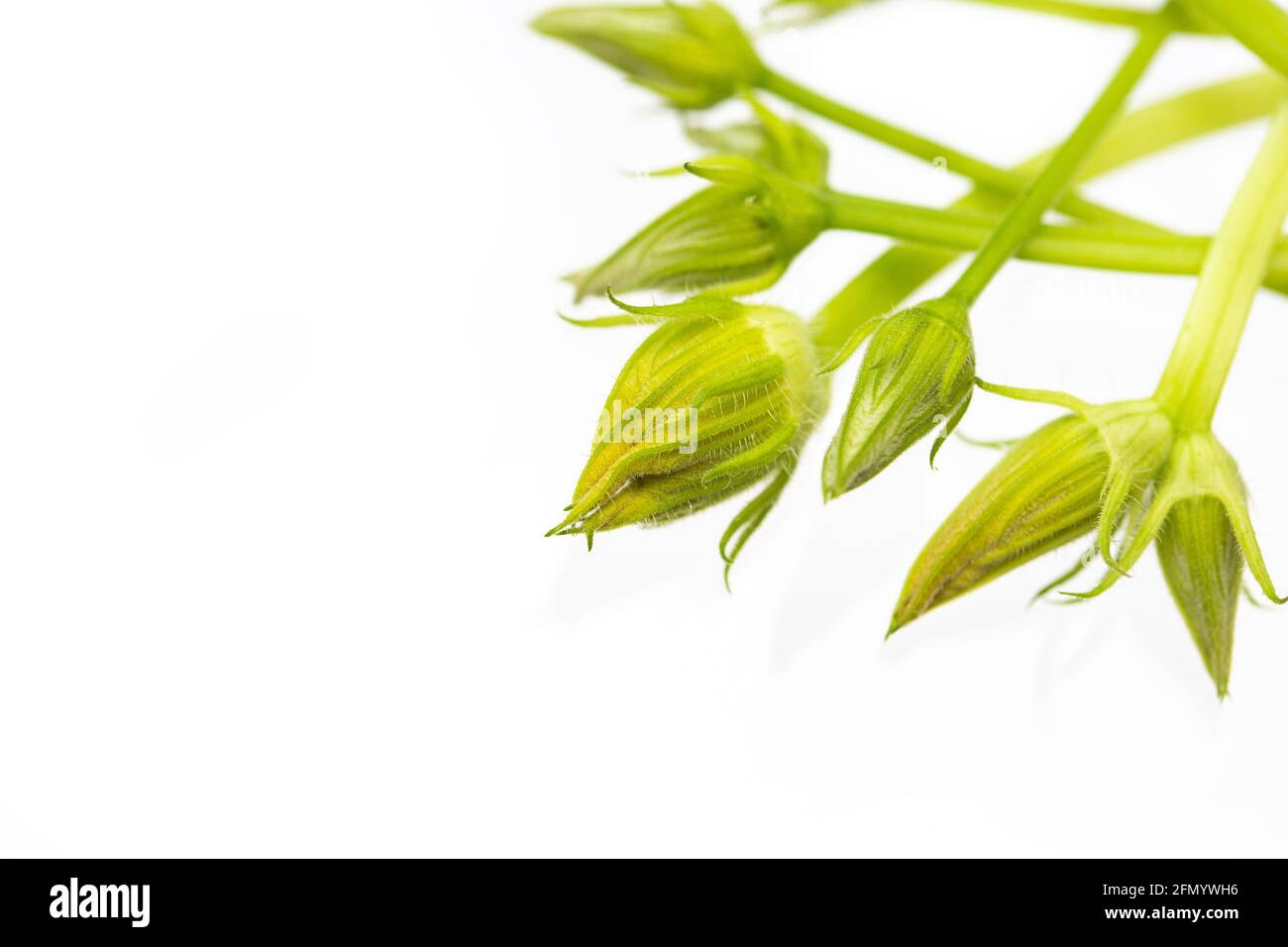 Unopened buds of zucchini pumpkin flowers on a white background. Excess ...