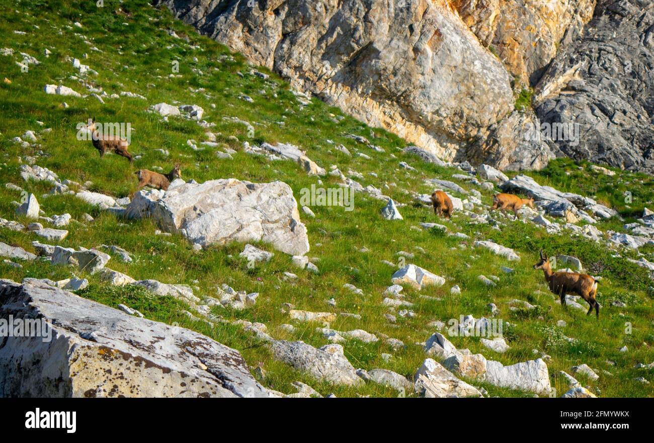 Hiking to Koncheto, view across the peaks of the Pirin Mountains in ...