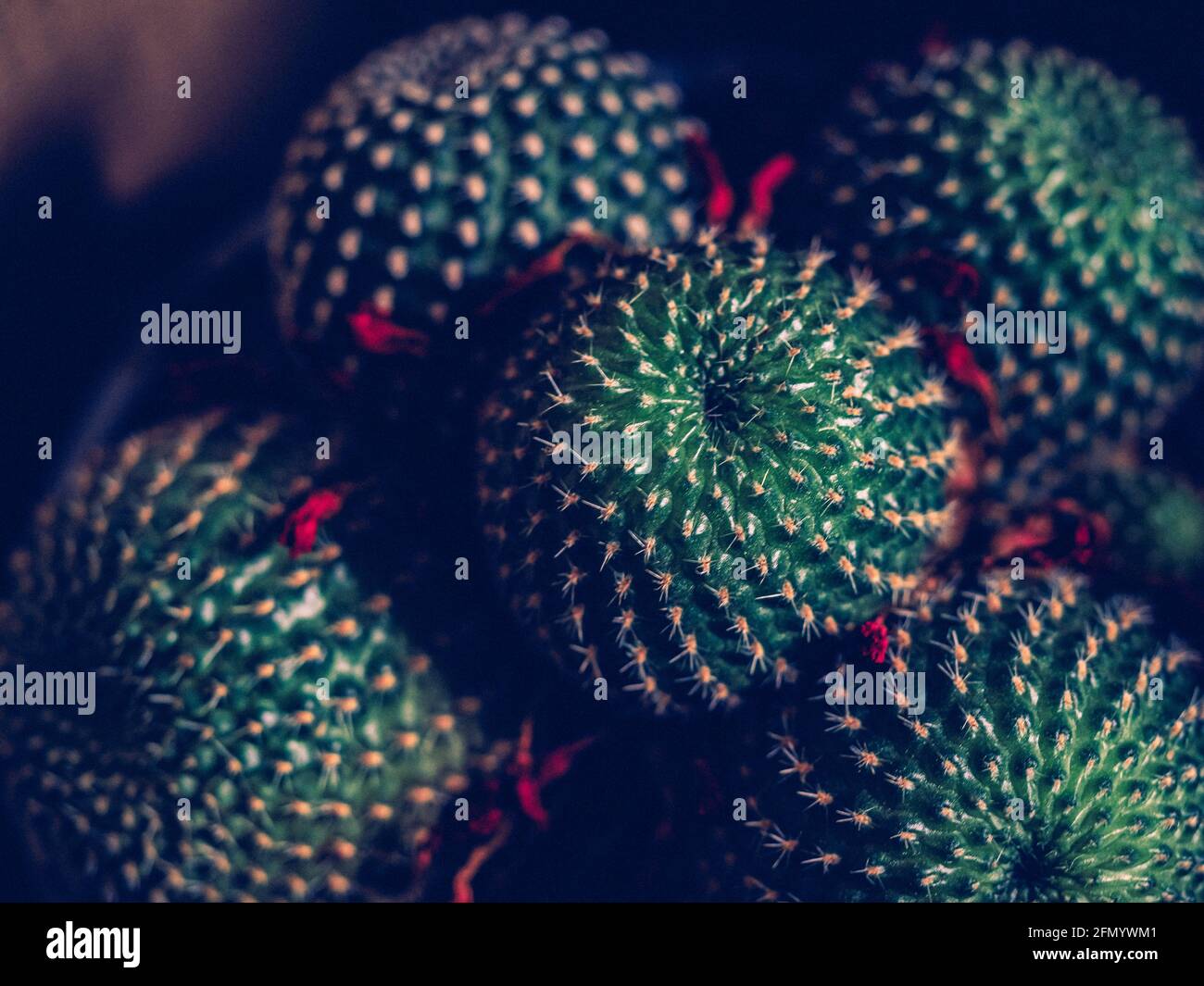 Closeup shot of cactus plants Stock Photo - Alamy