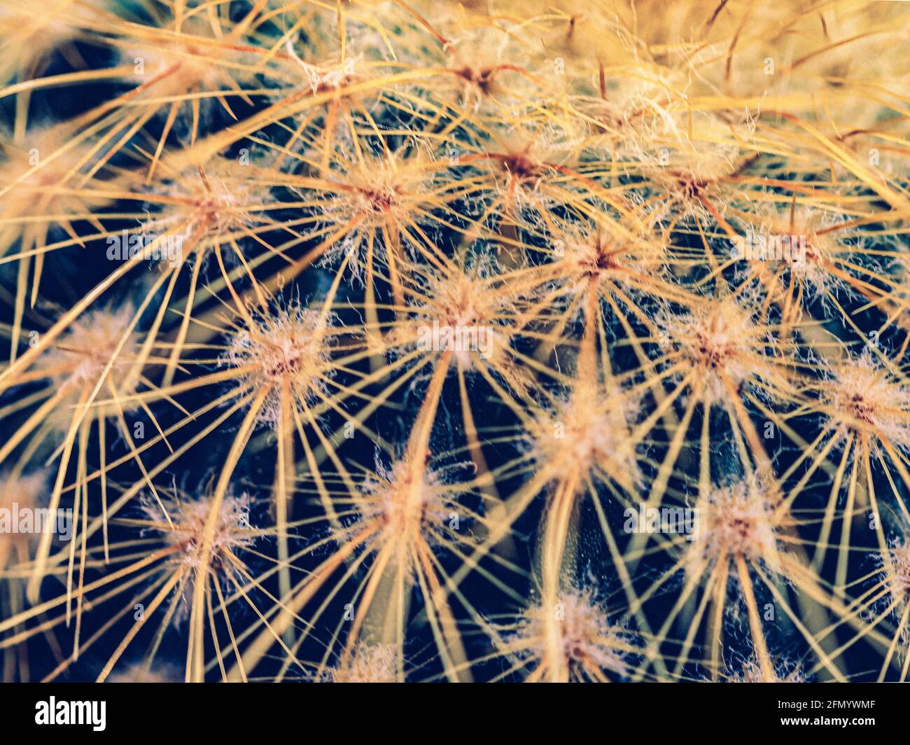 Closeup shot of cactus plants Stock Photo - Alamy