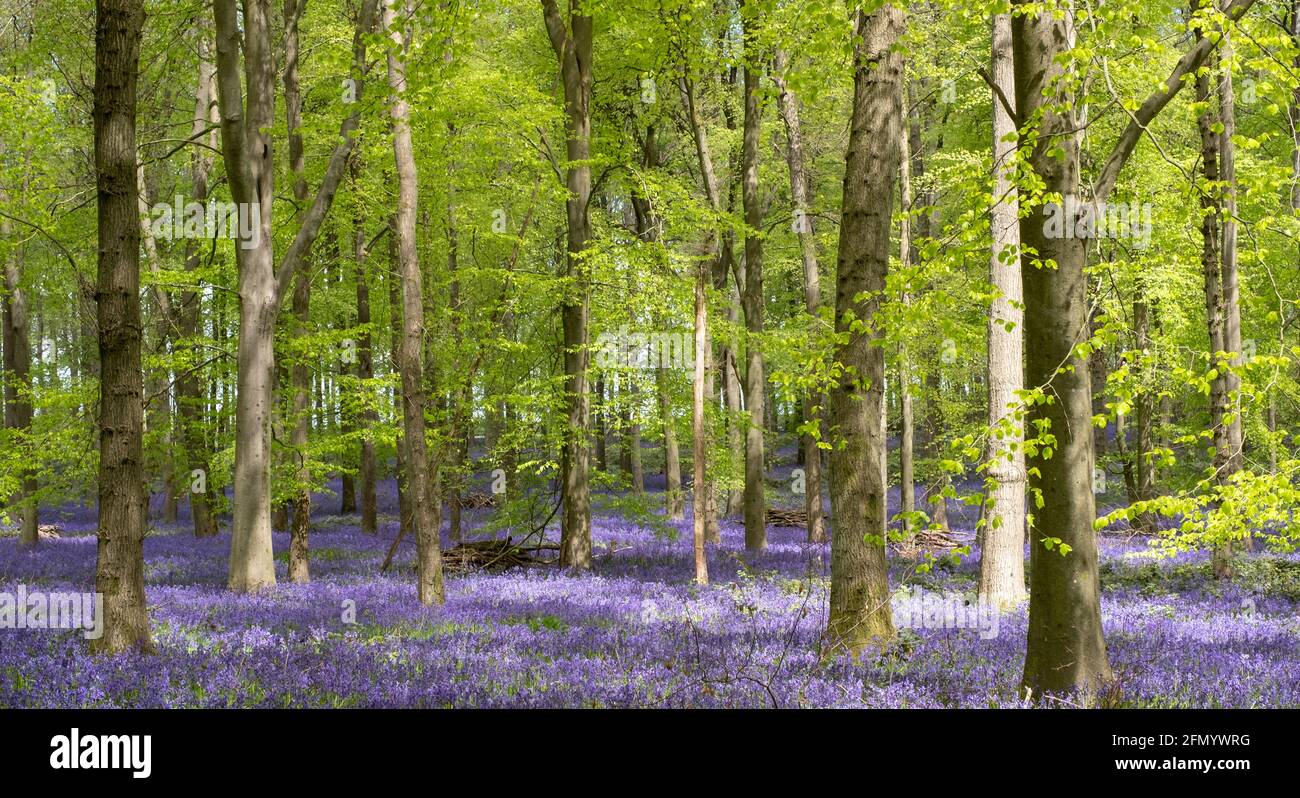 Panorama of bluebells growing in the wild on the forest floor ...