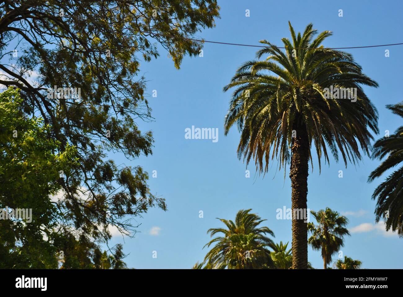 Low angle shot of tropical palm trees Stock Photo - Alamy