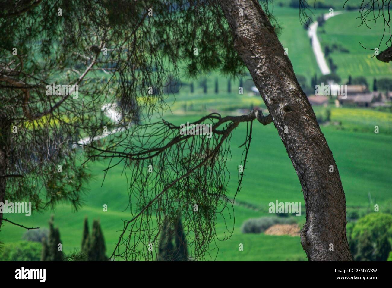 pine tree on blur background of Tuscan hill Stock Photo - Alamy